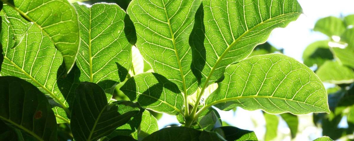 Pūriri – Vitex lucens – The Meaning of Trees