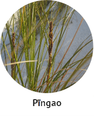 Trees – The Meaning of Trees