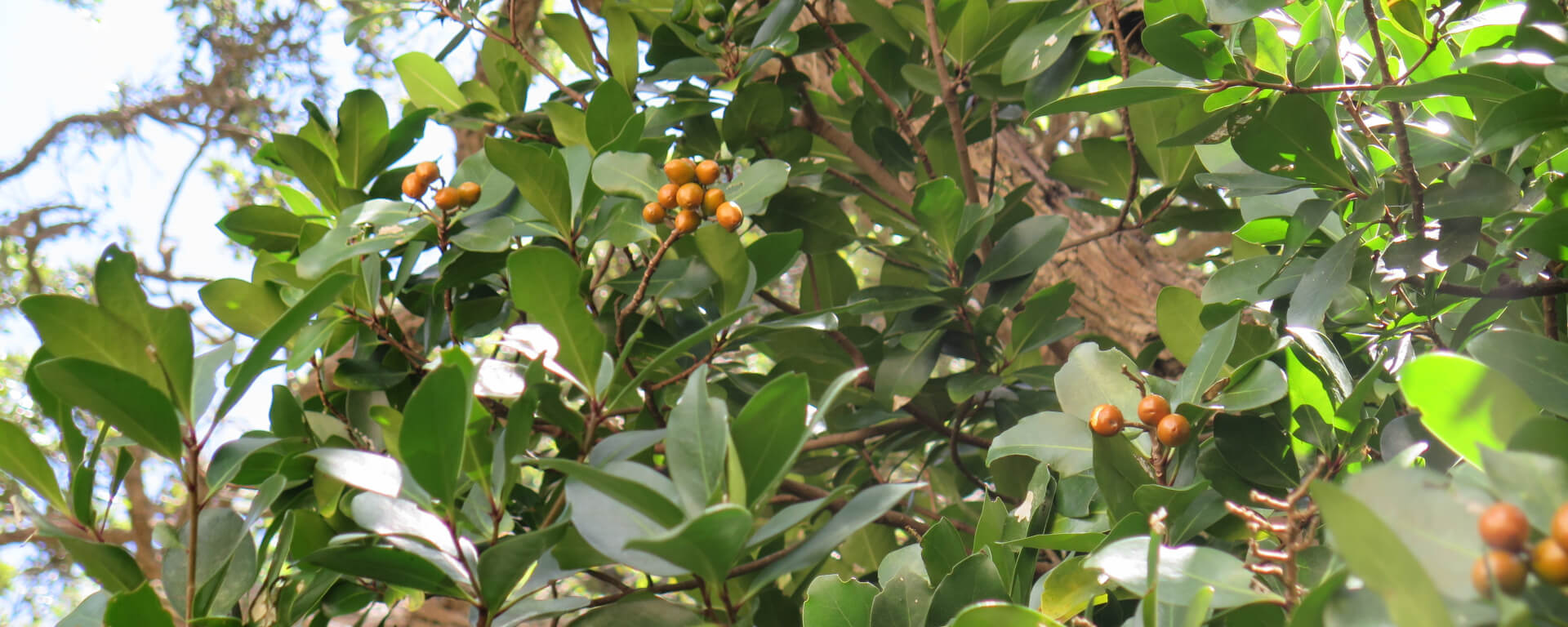 karaka – The Meaning of Trees