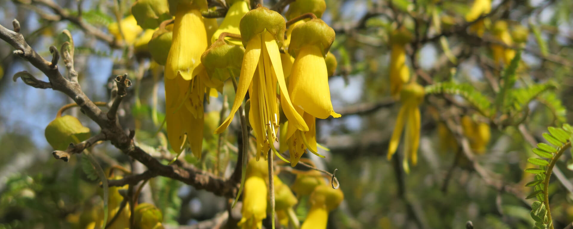 Kōwhai – Sophora spp. – The Meaning of Trees