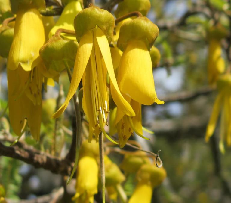 kowhai – The Meaning of Trees