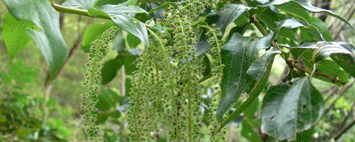 Tutu – Coriaria arborea – The Meaning of Trees