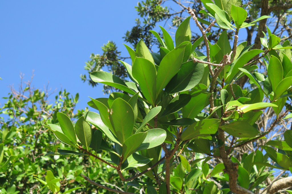 Karaka – Corynocarpus laevigatus – The Meaning of Trees
