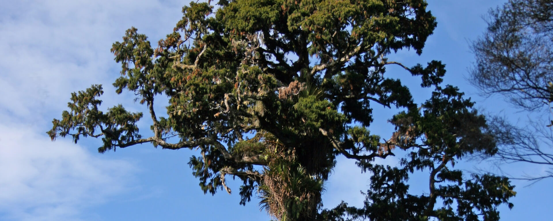 Rimu – Dacrydium cupressinum – The Meaning of Trees