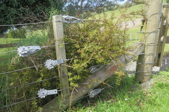 Tōtara – Podocarpus totara – The Meaning of Trees