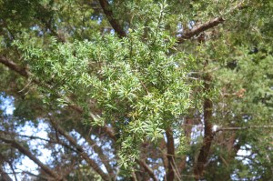 Tōtara – Podocarpus totara – The Meaning of Trees
