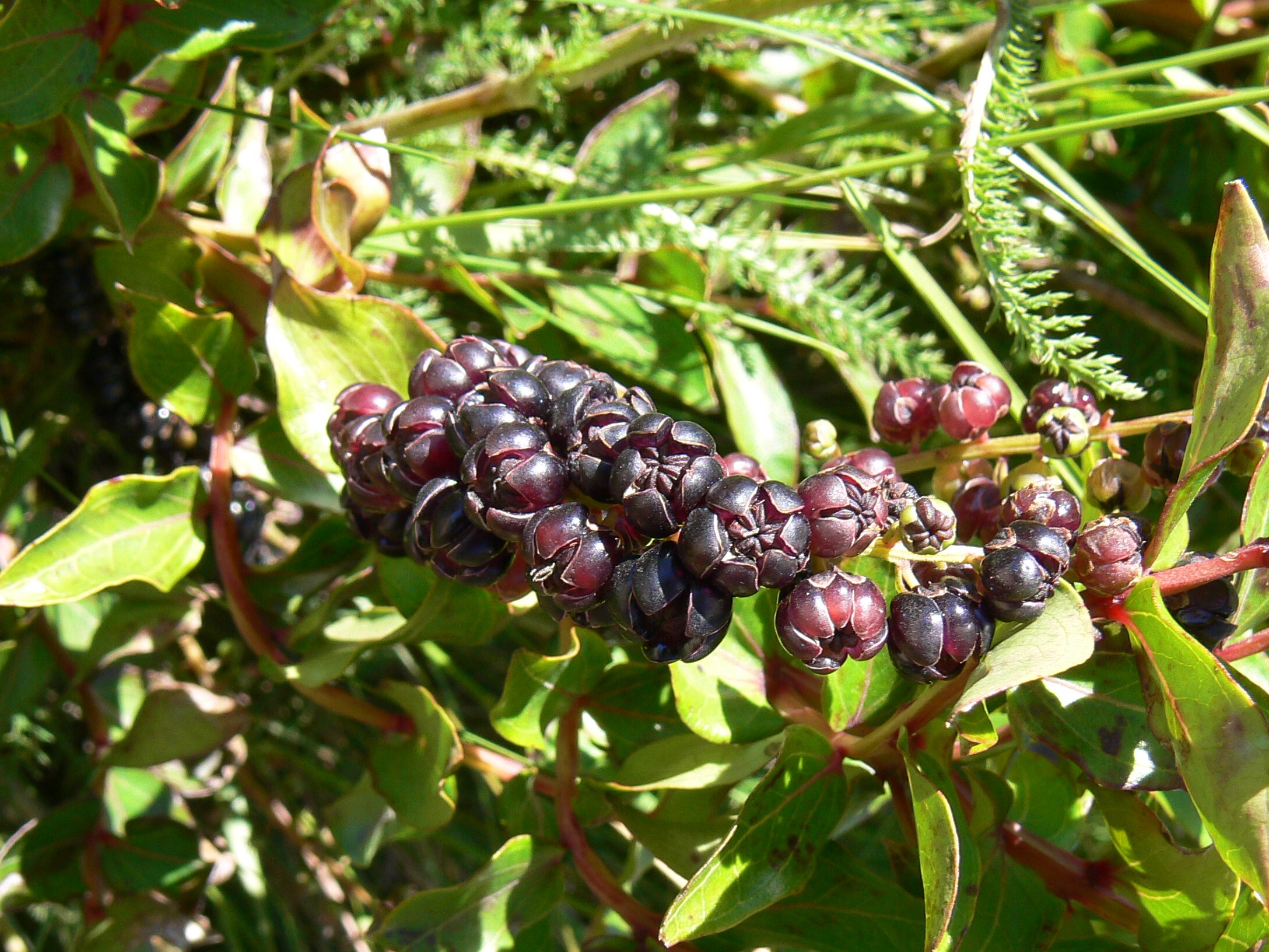 Tutu – Coriaria arborea – The Meaning of Trees