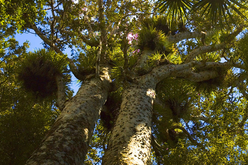Epiphytes growing in the manner of kiekie on Kauri Trees – The Meaning ...
