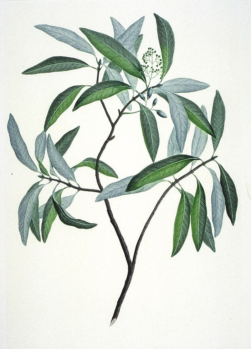 Tawa – Beilschimedia tawa – The Meaning of Trees