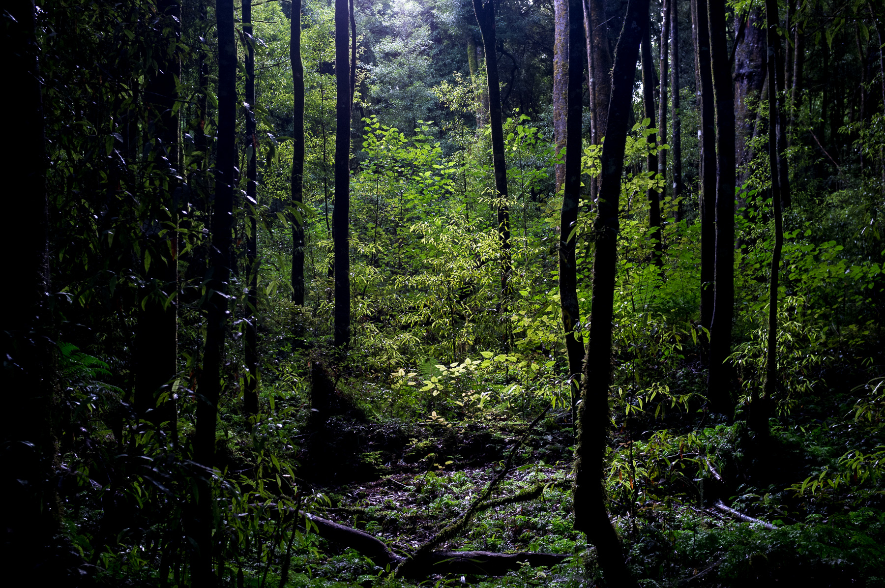 Tawa – Beilschimedia tawa – The Meaning of Trees