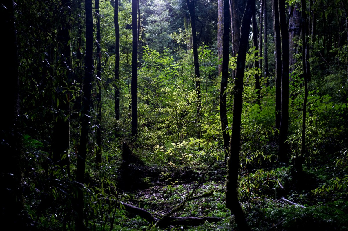 Tawa – Beilschimedia tawa – The Meaning of Trees