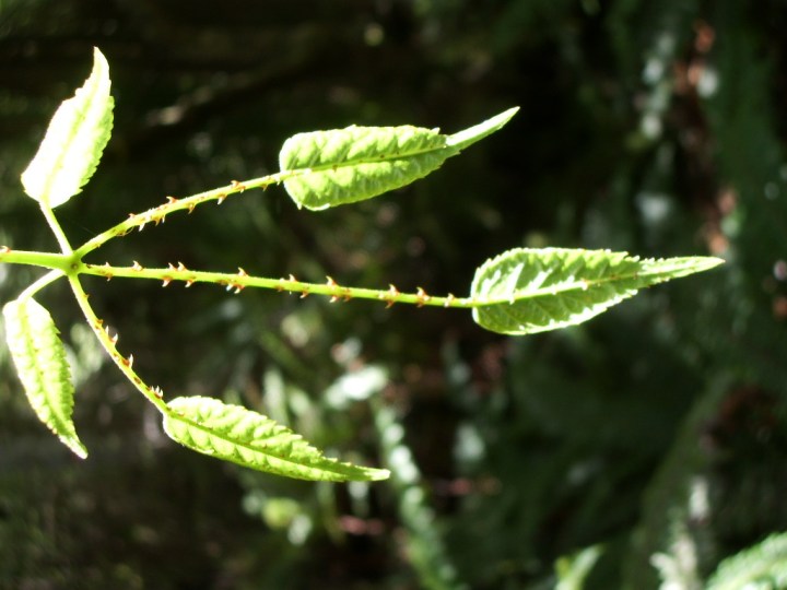 Bush Lawyer – Rubus cissoides – The Meaning of Trees