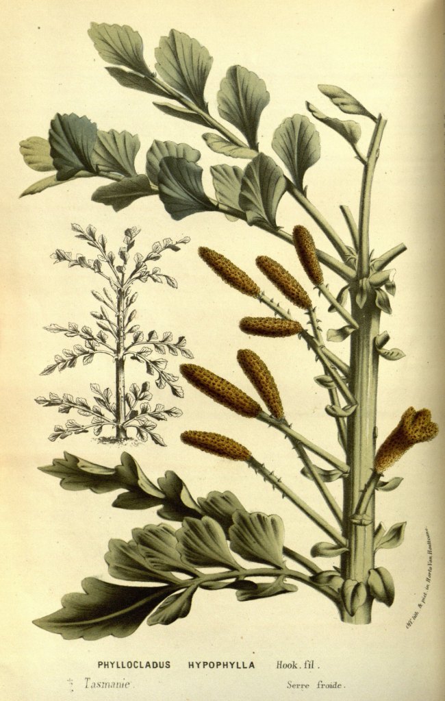 Celery Pine – Phyllocladus trichomanioides – The Meaning of Trees