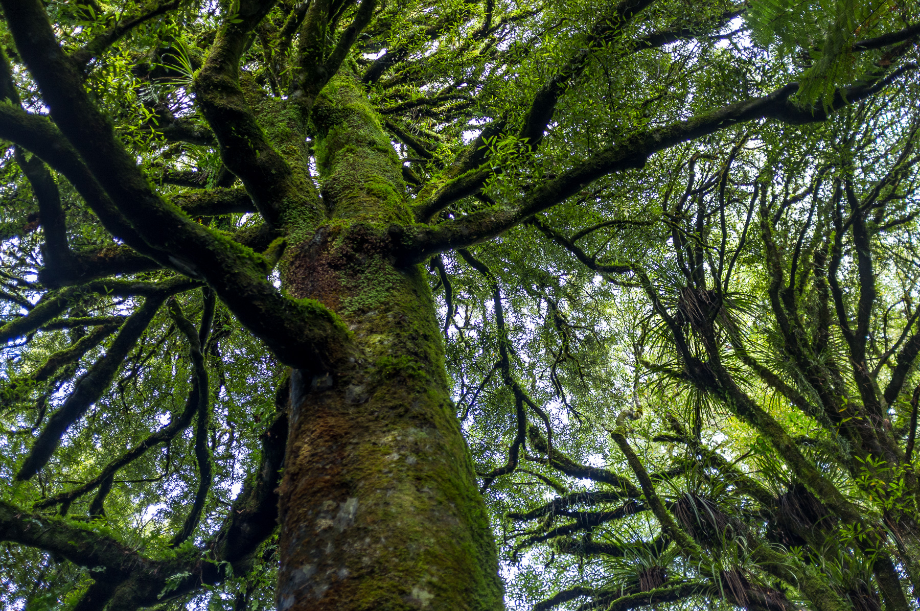 Tawa – Beilschimedia tawa – The Meaning of Trees