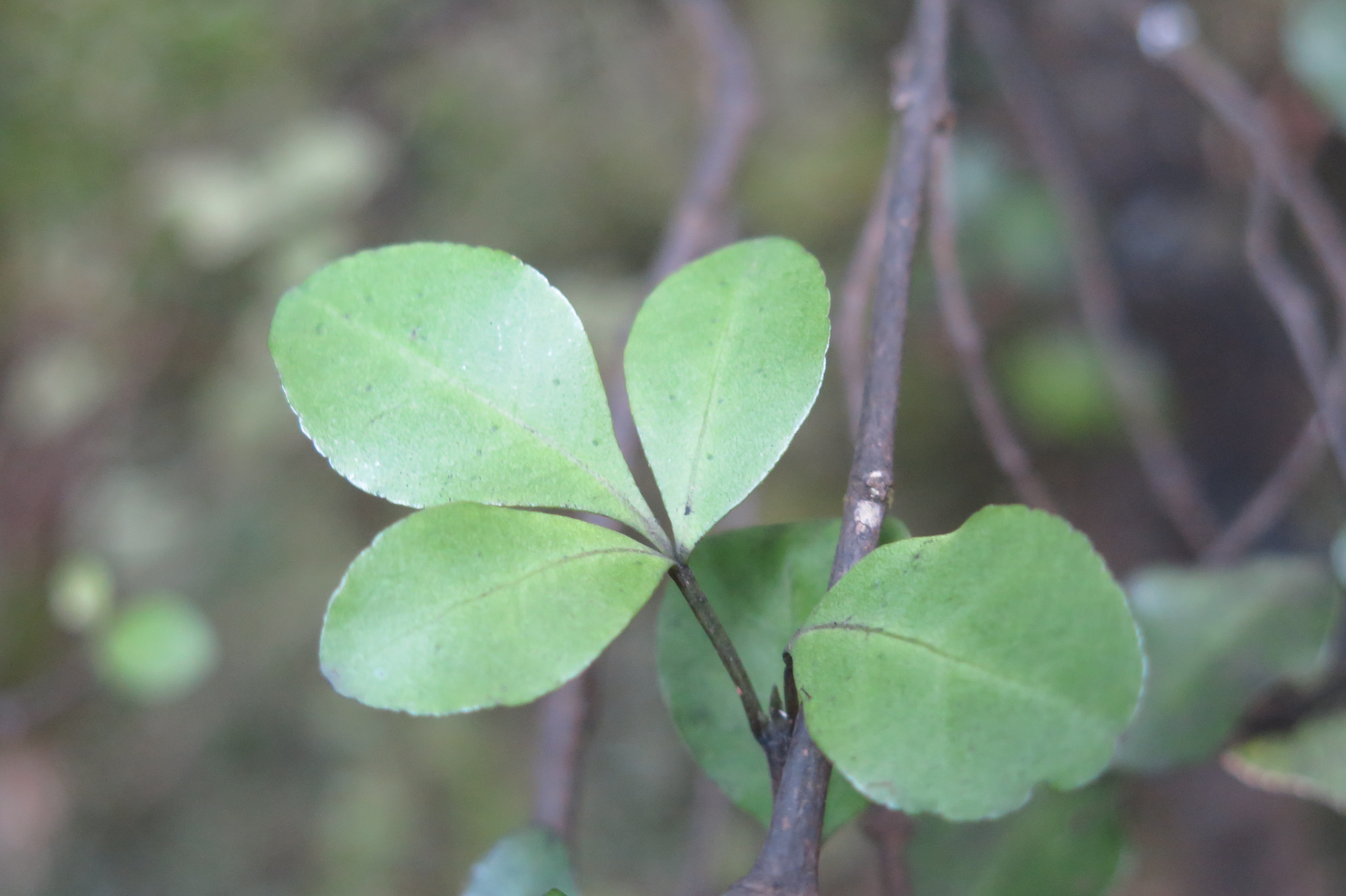 Wharangi – Melicope ternata – The Meaning of Trees