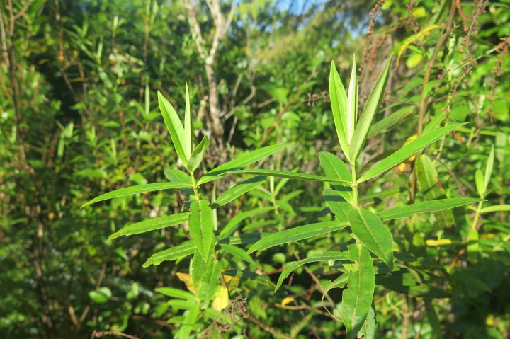 A Guide to Native New Zealand Tea Plants – The Meaning of Trees