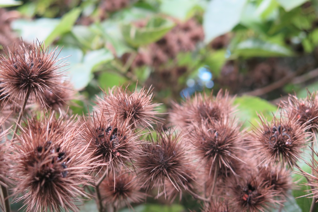 Whau – Entelea arborescens – The Meaning of Trees
