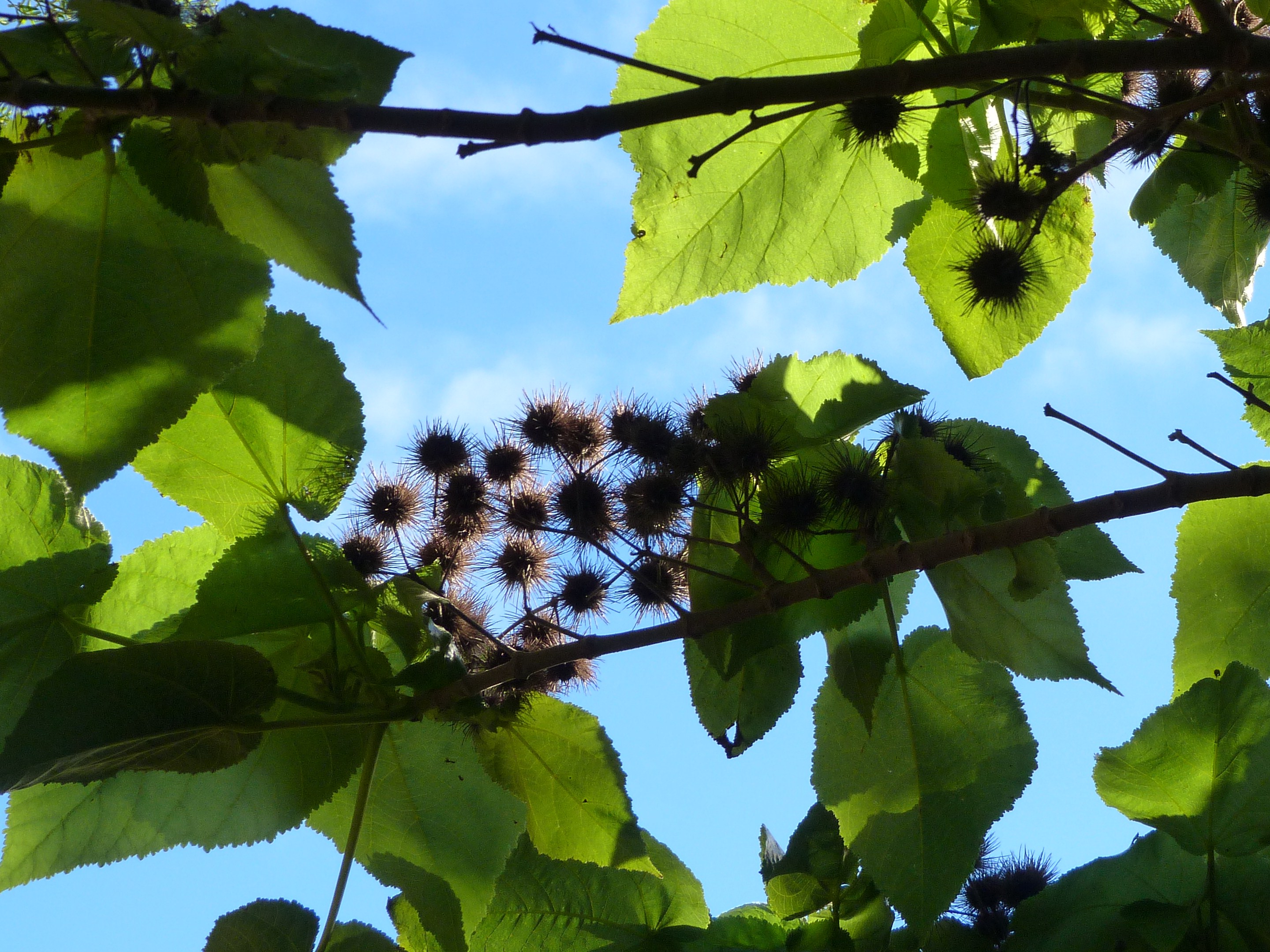 Whau – Entelea arborescens – The Meaning of Trees