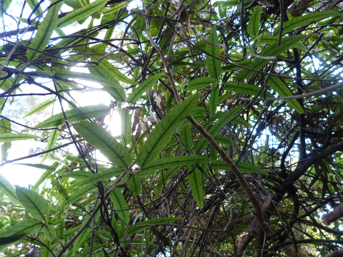 Bush Lawyer – Rubus cissoides – The Meaning of Trees