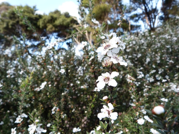 A Guide to Native New Zealand Tea Plants – The Meaning of Trees