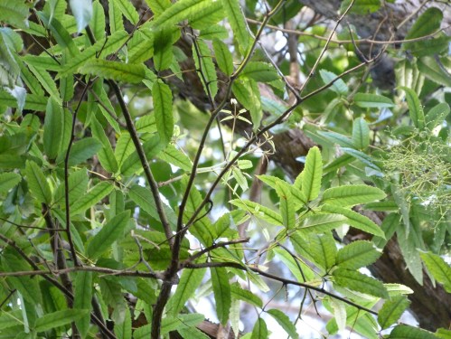 A Guide to Native New Zealand Tea Plants – The Meaning of Trees