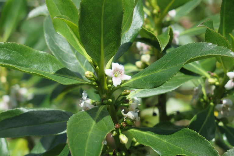 Ngaio – Myoporum laetum – The Meaning of Trees