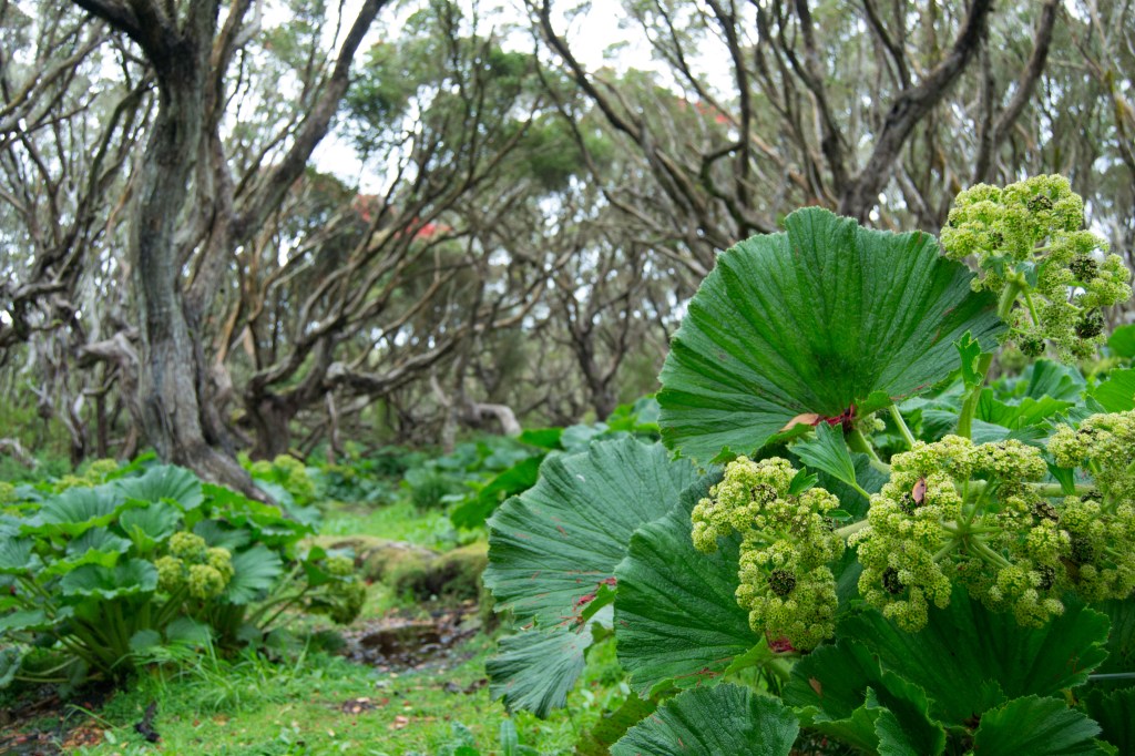 Megaherbs of the Subantarctic Islands – The Meaning of Trees