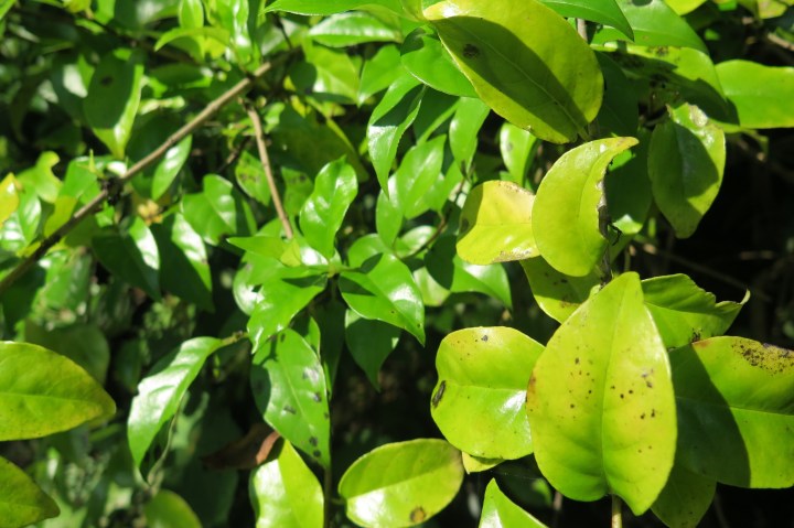 Plants – The Meaning of Trees