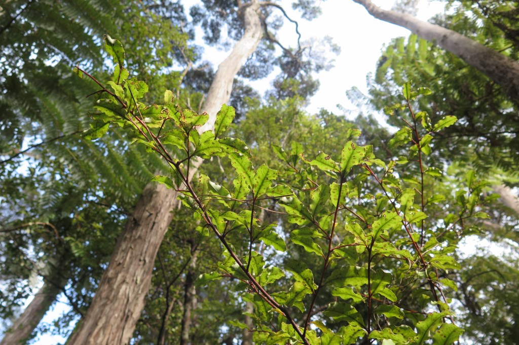 Māpou – Myrsine australis – The Meaning of Trees