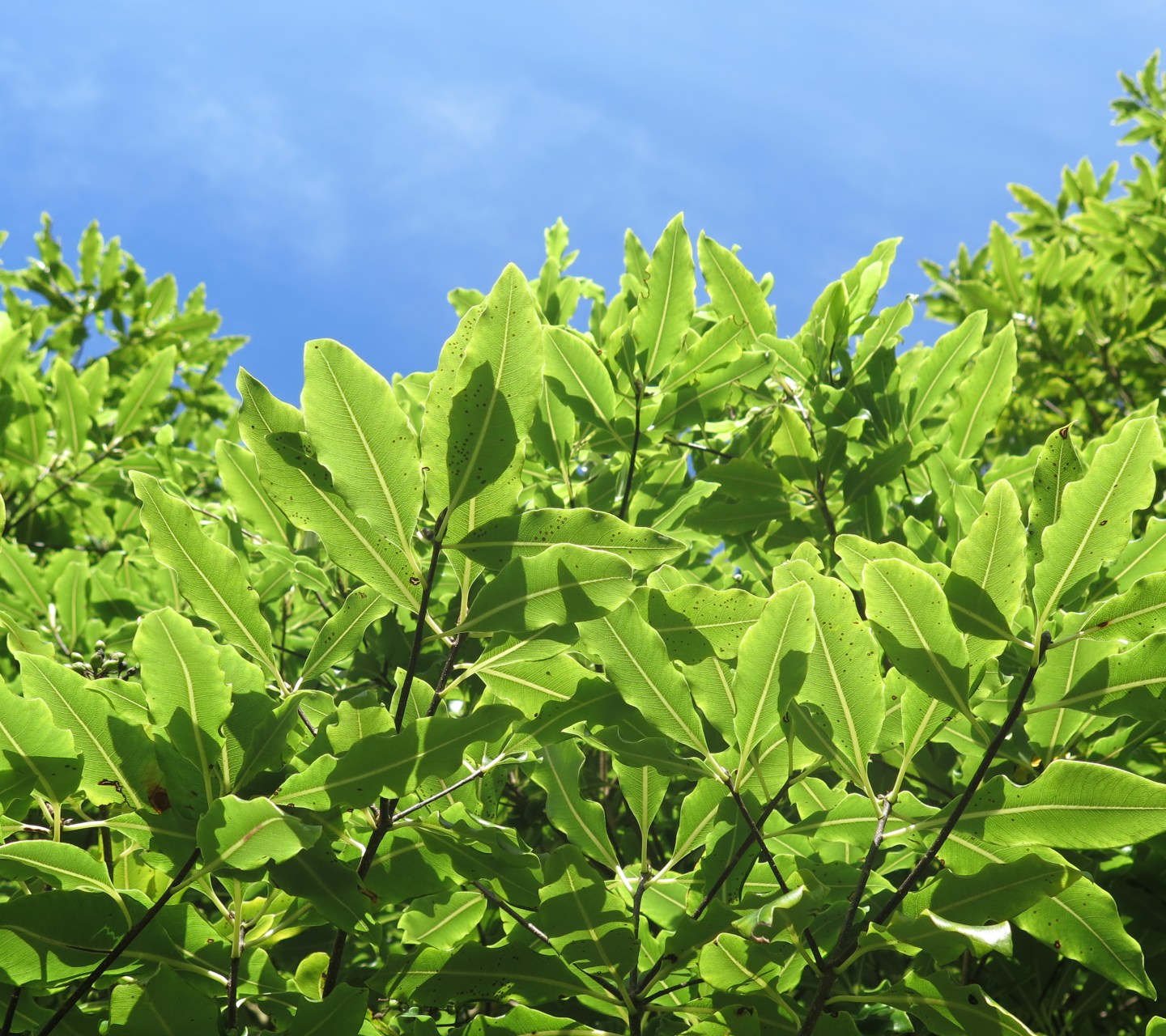Plants – The Meaning of Trees