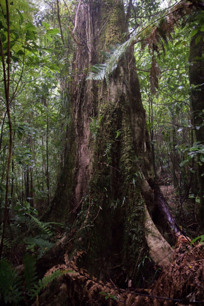 Pukatea – Laurelia novae-zelandiae – The Meaning of Trees