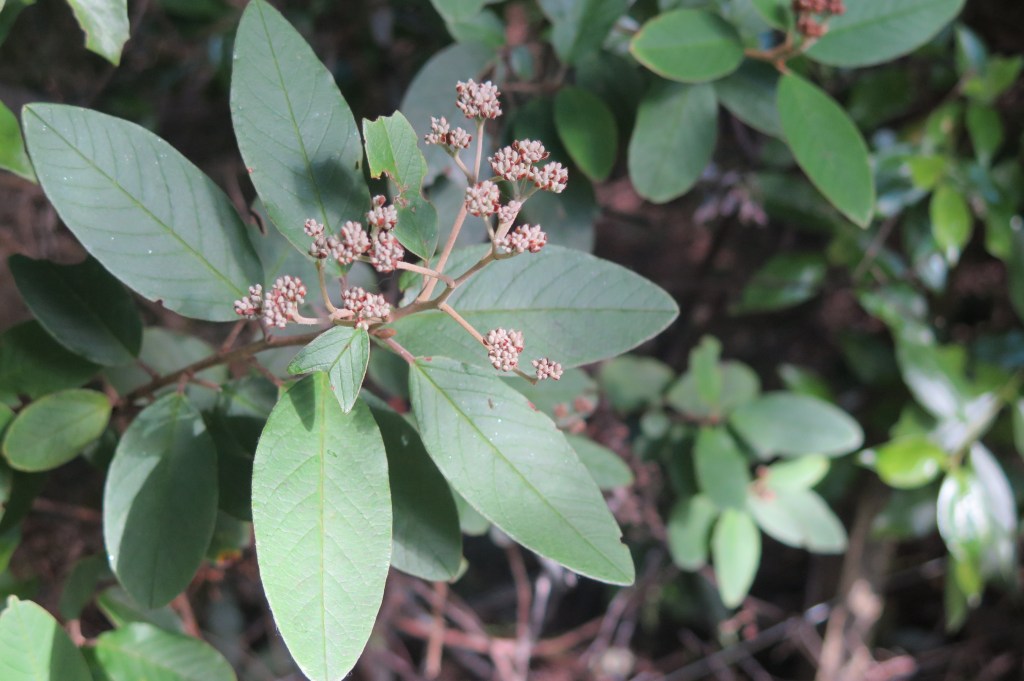 Kūmarahou – Pomaderris kumeraho – The Meaning of Trees