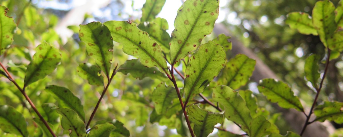 Māpou – Myrsine australis – The Meaning of Trees