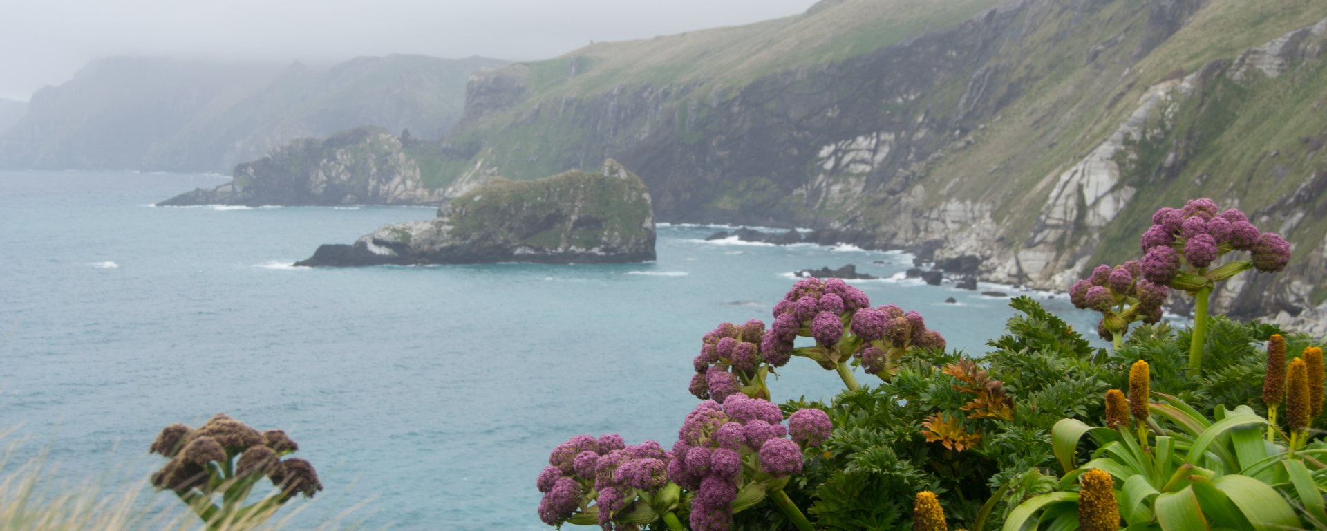 Megaherbs of the Subantarctic Islands – The Meaning of Trees