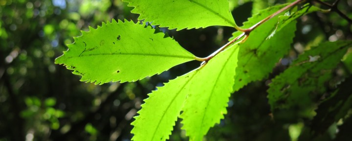 Pukatea – Laurelia novae-zelandiae – The Meaning of Trees