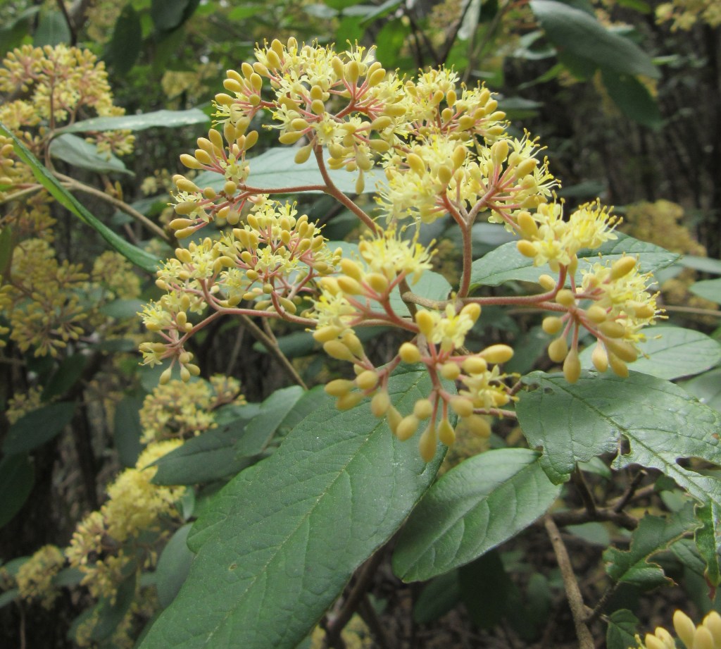 Kūmarahou – Pomaderris kumeraho – The Meaning of Trees