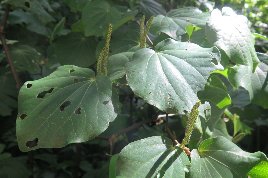Kawakawa – Piper excelsum – The Meaning of Trees