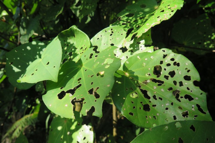Kawakawa – Piper excelsum – The Meaning of Trees