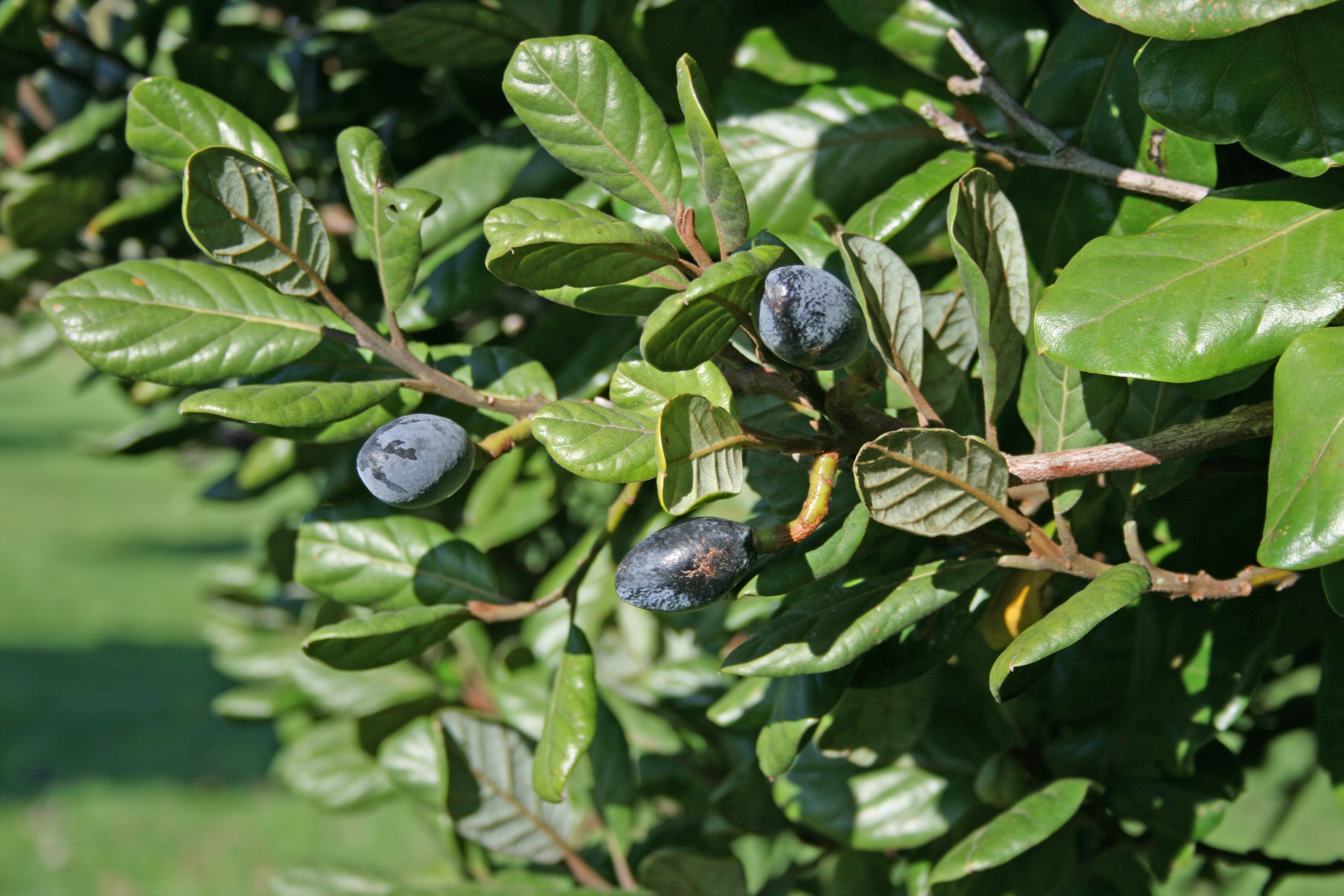 Taraire – Beilschmiedia tarairi – The Meaning of Trees
