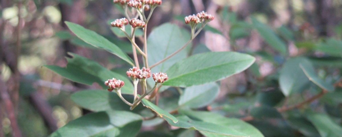 Kūmarahou – Pomaderris kumeraho – The Meaning of Trees