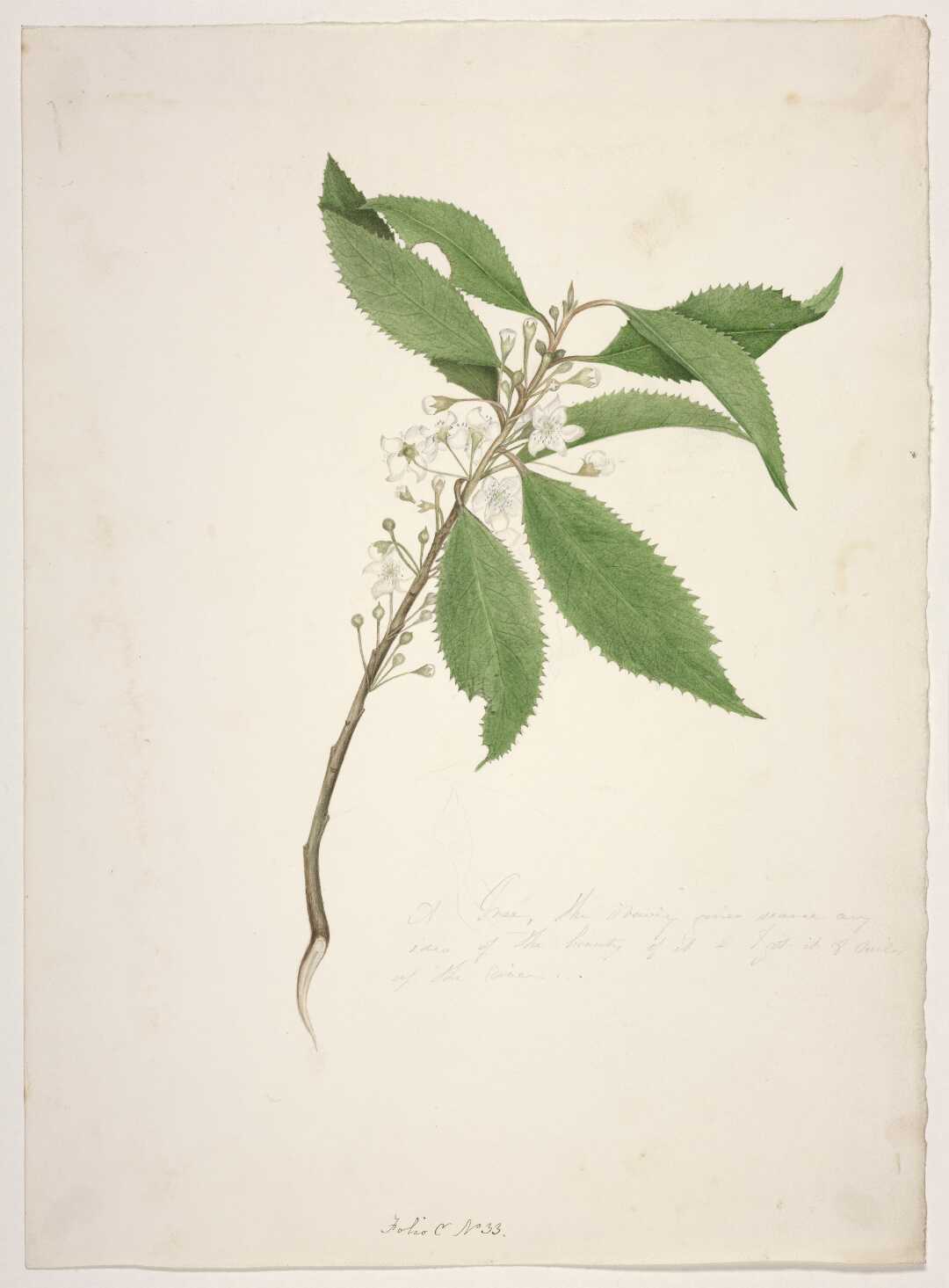 Lacebark – Hoheria populnea – The Meaning of Trees