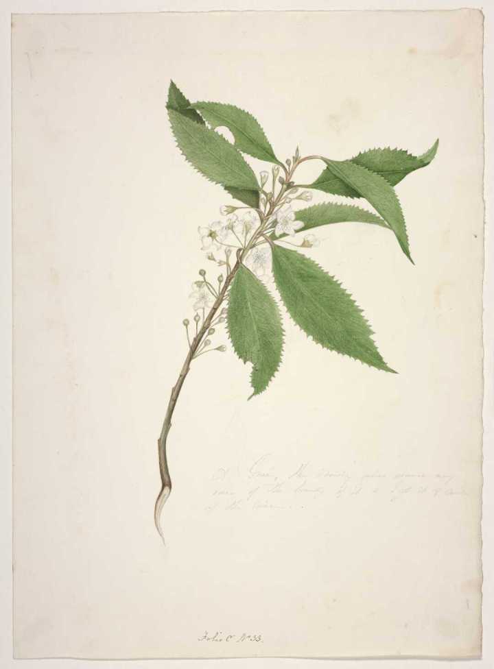 Lacebark – Hoheria populnea – The Meaning of Trees