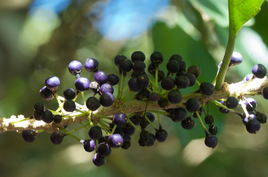 Mahoe – Melicytus ramiflorus – The Meaning of Trees