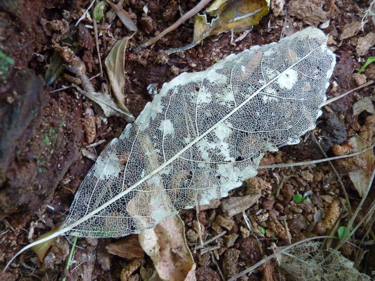 Mahoe – Melicytus ramiflorus – The Meaning of Trees