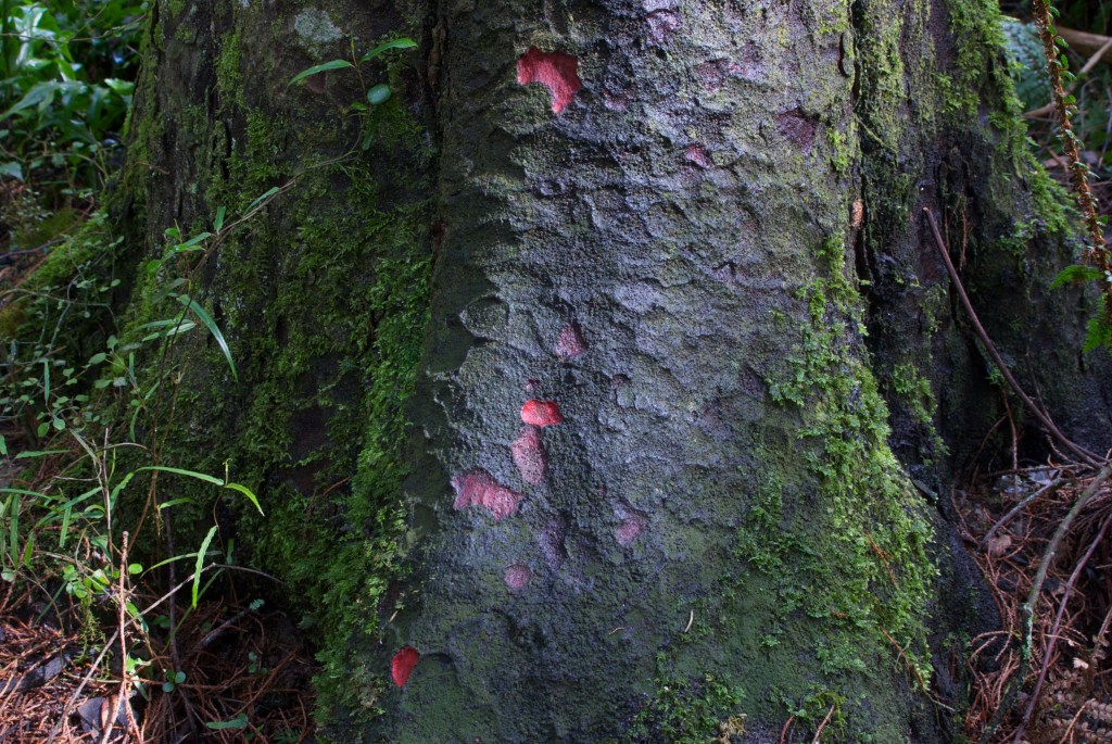 A Guide to New Zealand Plant Beers, Wines & Spirits – The Meaning of Trees