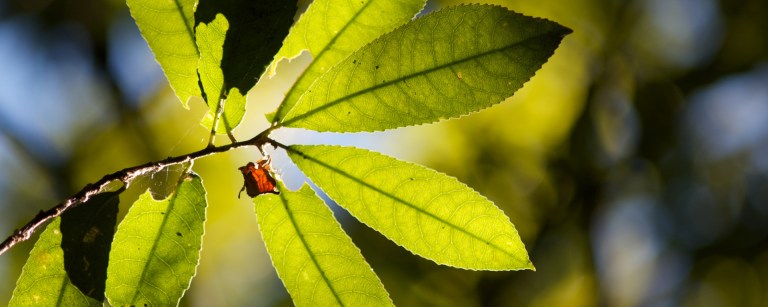 Mahoe – Melicytus ramiflorus – The Meaning of Trees