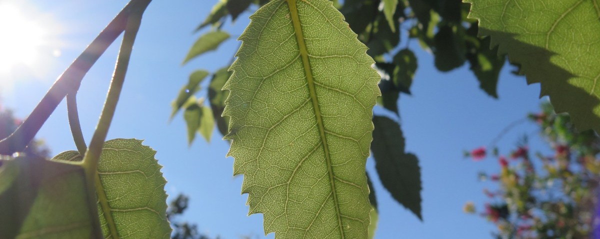 Lacebark – Hoheria populnea – The Meaning of Trees