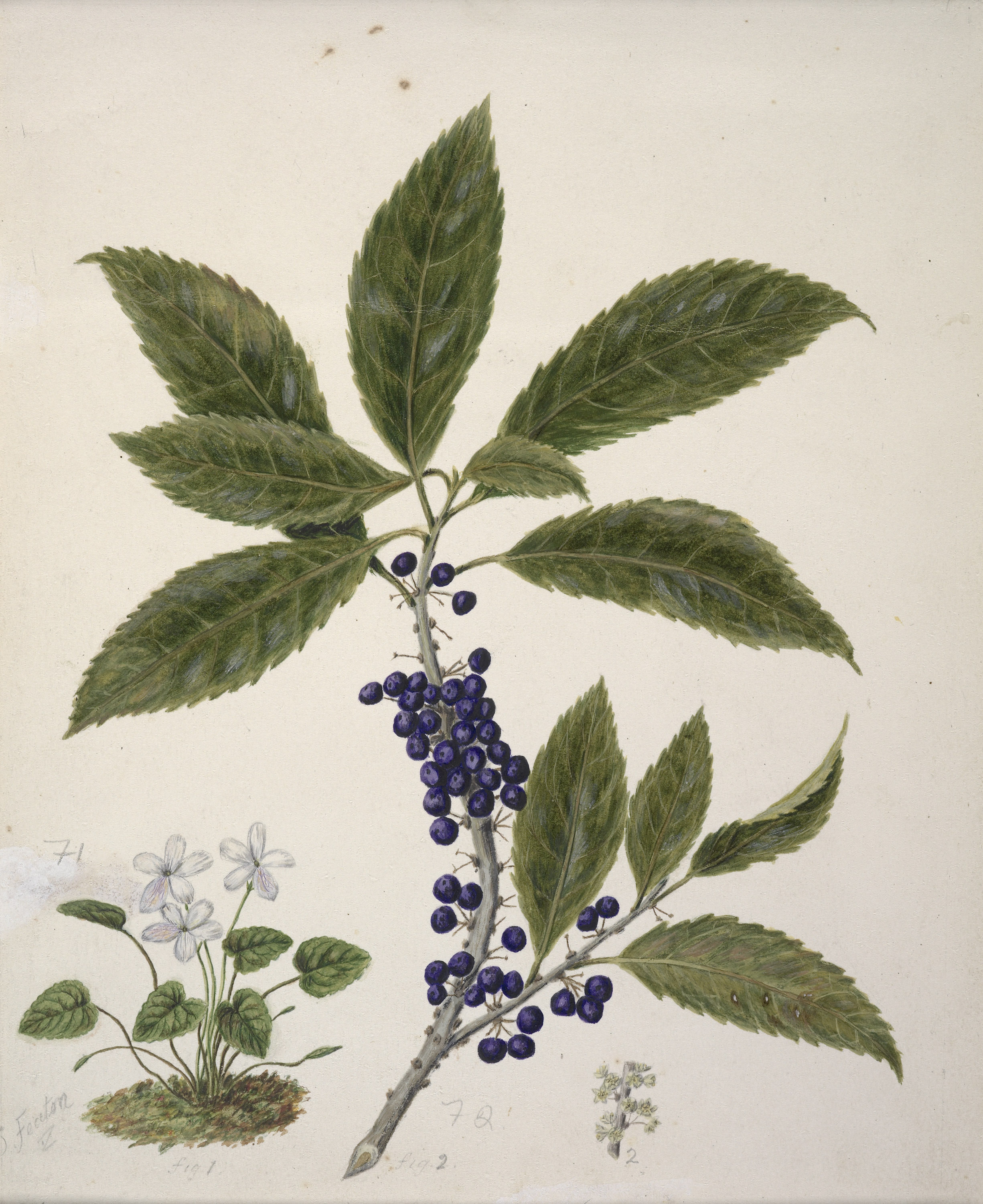 Mahoe – Melicytus ramiflorus – The Meaning of Trees