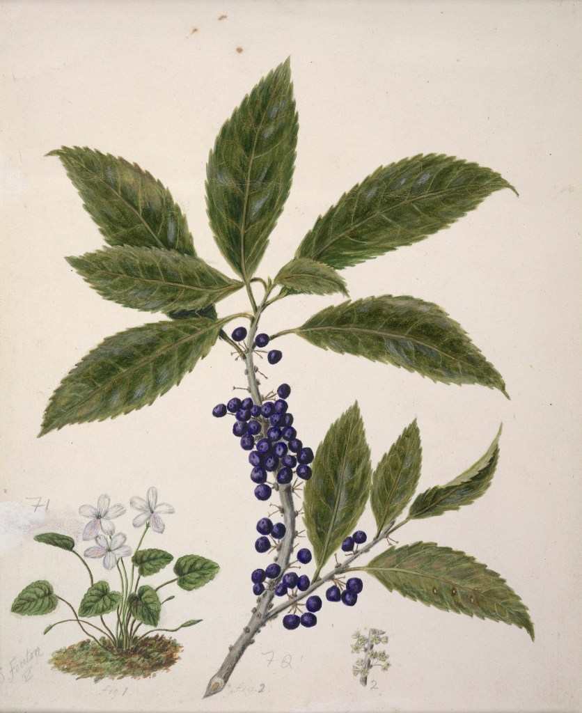 Mahoe – Melicytus ramiflorus – The Meaning of Trees