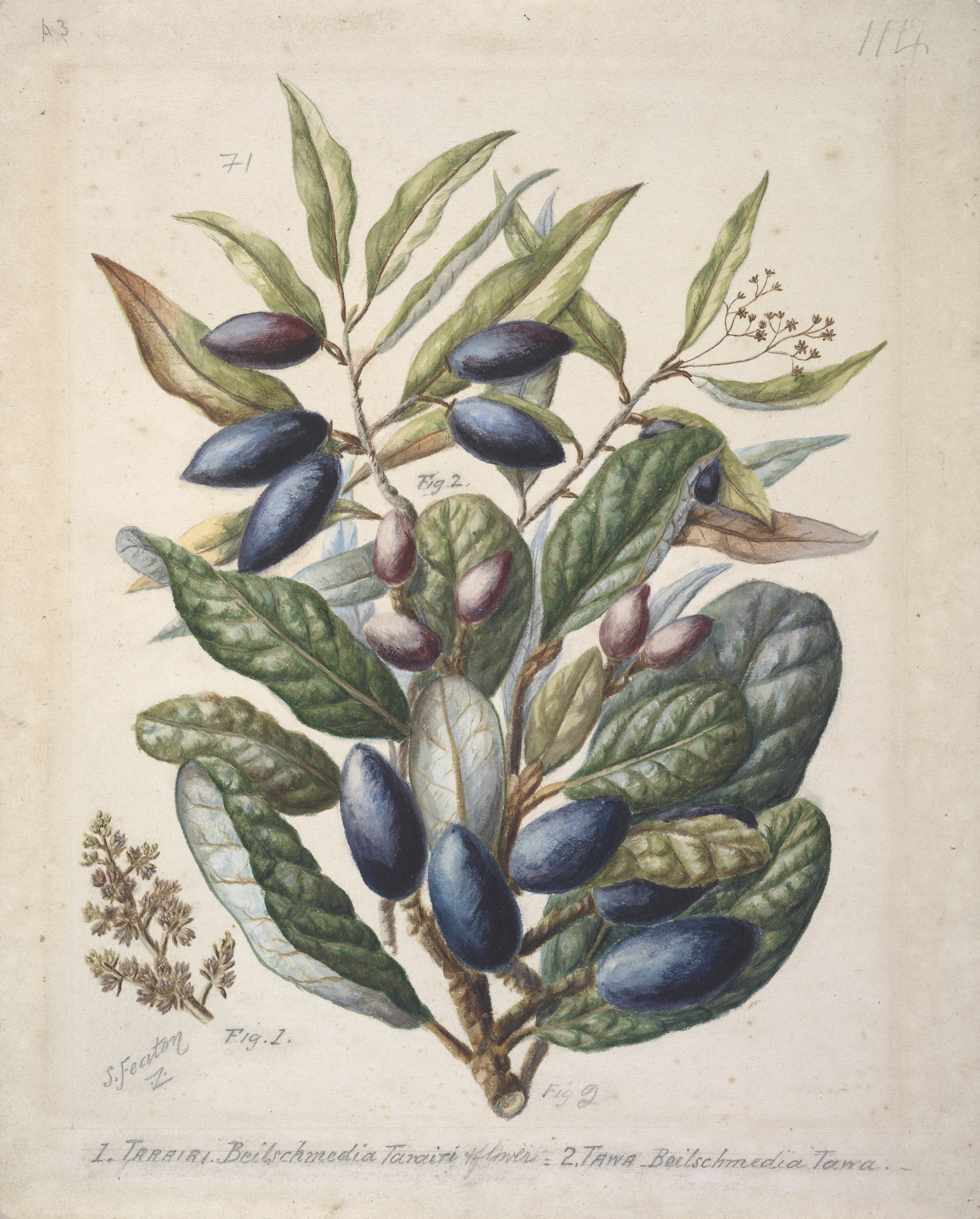 Taraire – Beilschmiedia tarairi – The Meaning of Trees